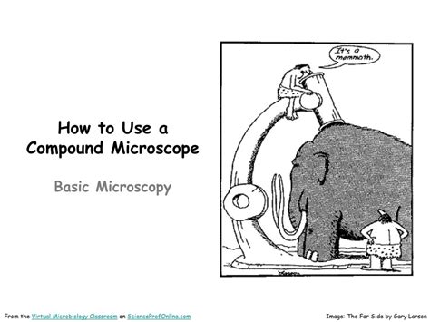 Ppt How To Use A Compound Microscope Basic Microscopy Powerpoint Presentation Id 6386034