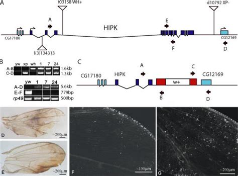 Hipk Is Essential For Normal Pcd In The Wing Epithelium The Hipk Locus Download Scientific