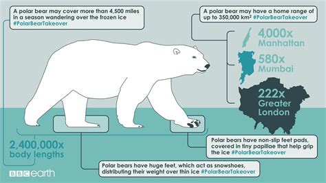 Polar Bears Have Huge Feet Which Act As Snowshoes Distributing Their