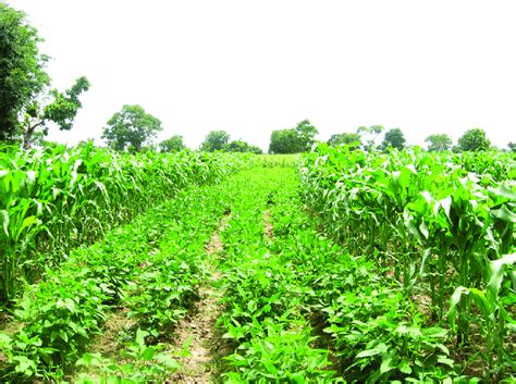 Strip Intercropping System Download Scientific Diagram