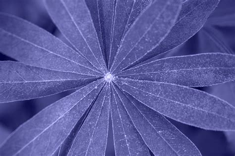 아름다운 잎 루핀 클로즈업 꽃 감촉과 보라색 배경 올해의 트렌디 한 색상 2022 아주 페리 0명에 대한 스톡 사진 및 기타 이미지 Istock