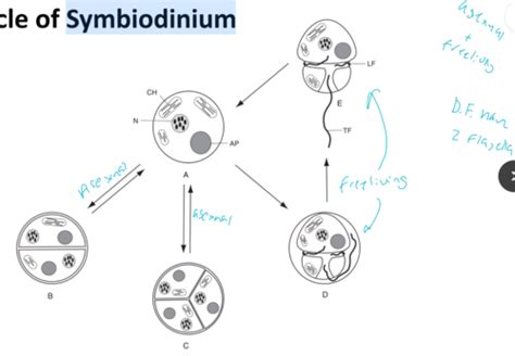 Bio 308 Exam 3 Dino And Coral Flashcards Quizlet