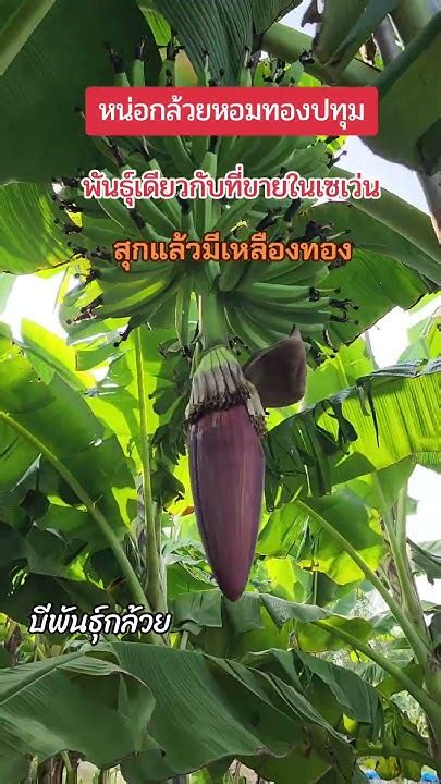 หน่อกล้วยหอมทองปทุม สวนกล้วยหอมทอง บีพันธุ์กล้วย กล้วยหอมเซเว่น