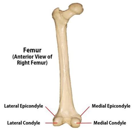 Condyle Anatomy Bones Skeletal Massage Therapy