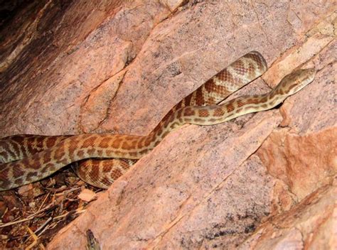 Stimsons Python Ausemade