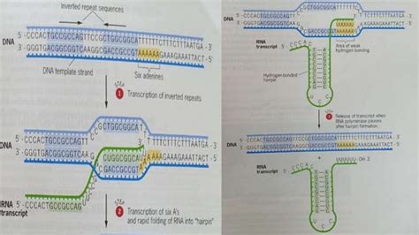 Bacterial Rna Polymerase Termination Intrinsic And Rho Dependent Termination Pptx