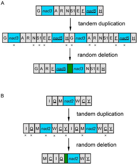 Inferred Tandem Duplication And Random Deletion Events That Account For Download Scientific