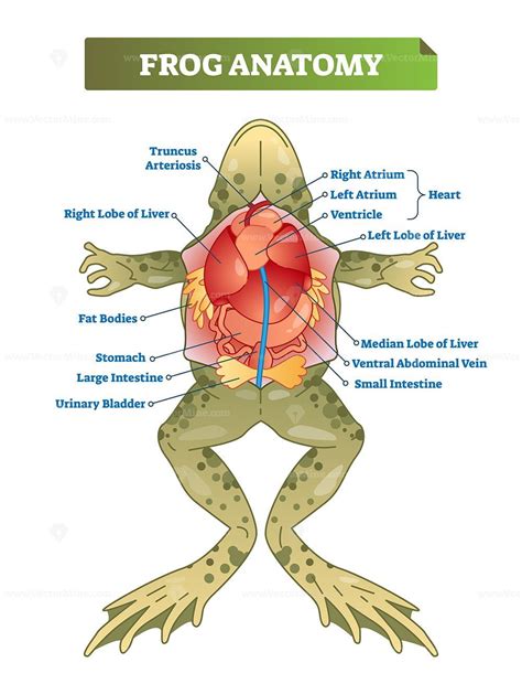 Description Frog Anatomy Labeled Vector Illustration Scheme Educational Preparation For