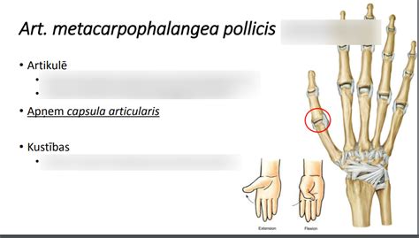 Articulatio Metacarpophalangea Pollicis Diagram Quizlet