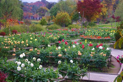 川西ダリヤ園ダリヤ切り花収穫デーのご案内やまがたへの旅 山形県観光情報ポータルサイト