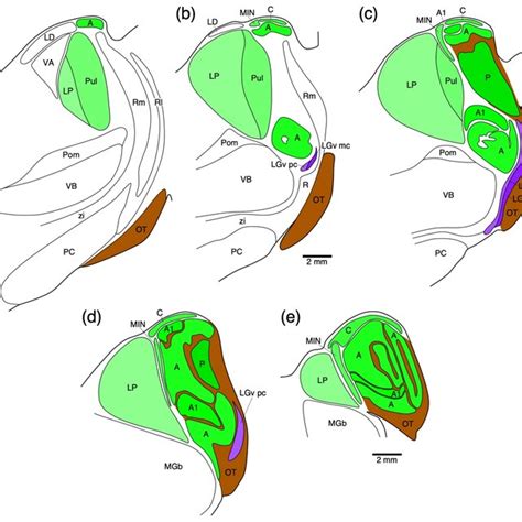 Photomicrographs Of Coronal Sections Through The Pretectal Region Of