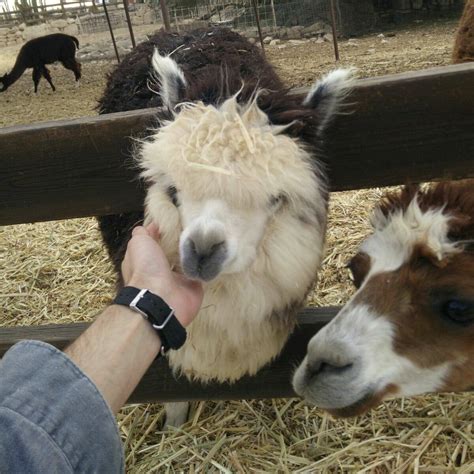 תמונות של סתיו מחזיק דברים