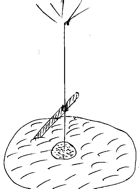 Is Staking Babe Trees Helpful Or Harmful Gardening Landscaping Stack Exchange