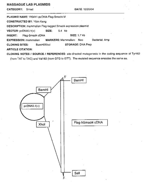 Addgene Pcdna Flag Smad4m