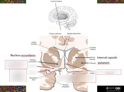 Cholinergic Neurons General Basal Ganglia Information Motor System