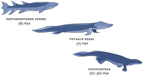Fossil Record Transitional Fossils
