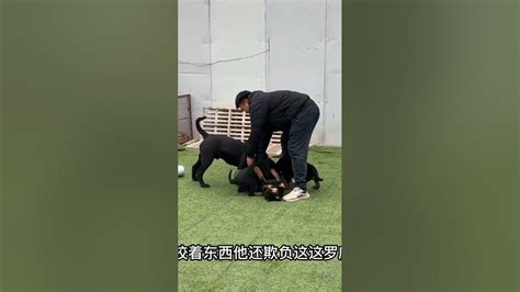 加纳利黑克一巴掌拍飞罗威纳 Youtube