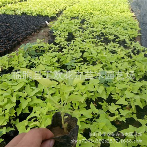 观赏植物金叶薯 宿根花卉黄金署 哪里有黄金薯 阿里巴巴