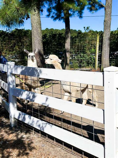 Photo Gallery Honeygrove Learning Academy