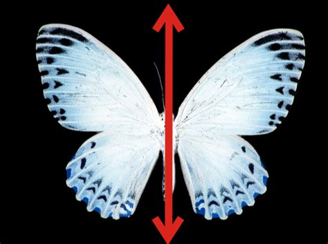 Reflection Symmetry Read Geometry Ck 12 Foundation