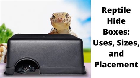 Reptile Hide Boxes Uses Sizes And Placement Fishtank Expert