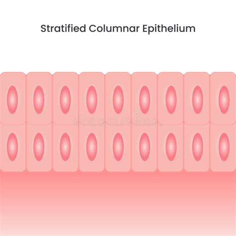 Stratified Columnar Epithelium Stock Vector Illustration Of Medical