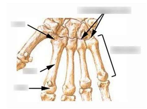 Metacarpals Labeling Diagram Quizlet Metacarpals Labeling Diagram Quizlet