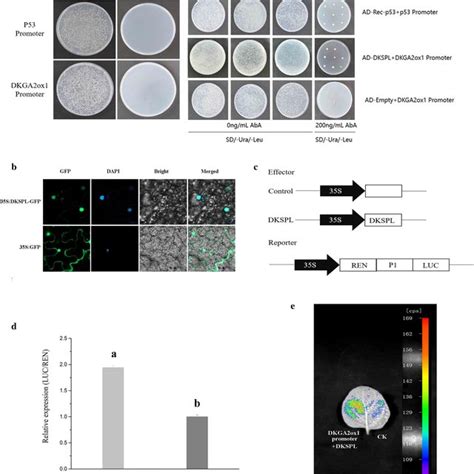 Yeast One Hybrid Test A Yeast One Hybrid Library Screening Analysis B