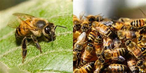 Killer Bee Vs Honey Bee Killer Bee Honey Dbqzp