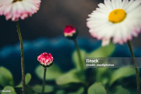 풍부한 녹색 잎을 가진 아름 다운 데이지 블루 꽃 침대에 가까이 성장 작은 하얀 꽃 노란 꽃가루와 검은 토양에 매크로 복사 공간에 꽃잎의 핑크 팁 데이지의 빨간 새싹 0명에