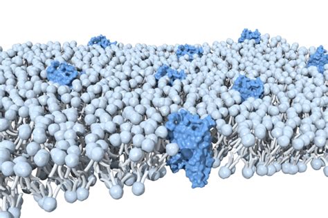 Cell Membrane 3d Model Turbosquid 1219693