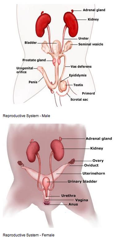 Reproduction The Raccoon Resource