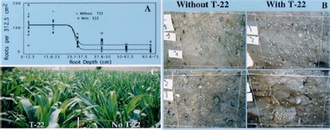 Enhanced Deep Rooting In Field Corn Induced By Trichoderma Harzianum Enhanced Deep Rooting In Field Corn Induced By Trichoderma Harzianum