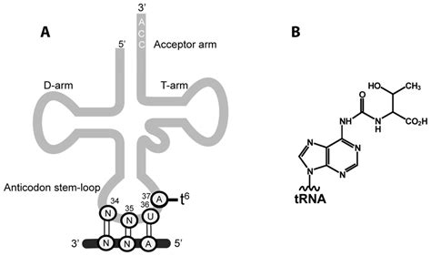 Location And Structure Of T 6 A 37 In TRNA A Schematic Of The Download Scientific Diagram