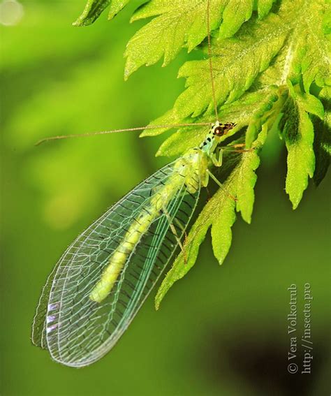 Photo 79117 Chrysopa Intima