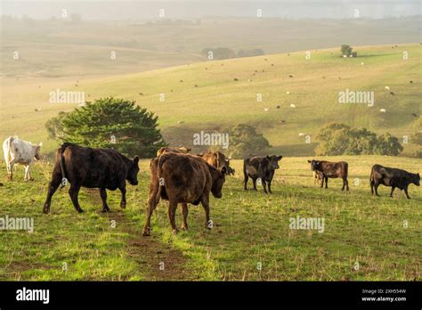 Sustainable Agriculture Practices Enhancing Ecosystems Livelihoods