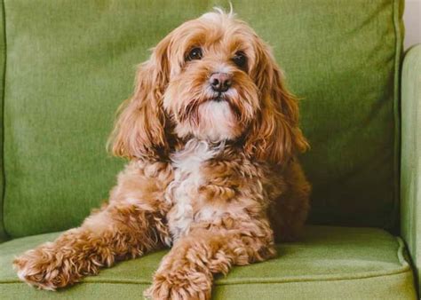 Cockapoo Breed Guide Temperament Training Health Issues