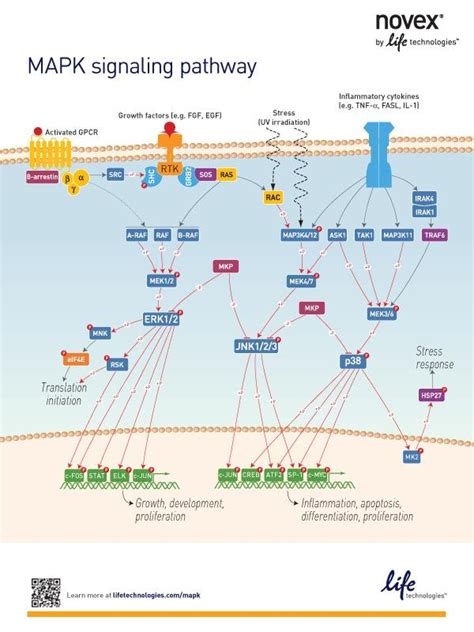 Mapk Signaling Pathway Education Poster