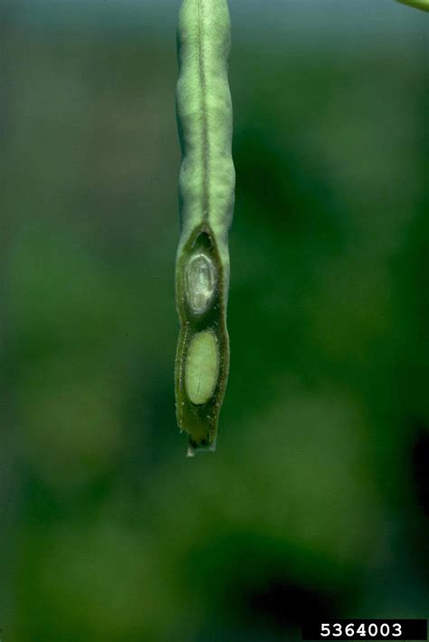 Bean Common Mosaic Virus Bcmv Potyvirus Bean Common Mosaic Virus