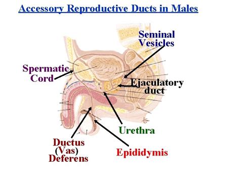 Male Reproductive System Essential Reproductive Organs For Men