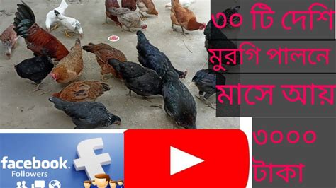 ৩০ টি দেশি মুরগি পালনে লাভ লস। Youtube