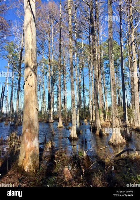 Swamp Roots Hi Res Stock Photography And Images Alamy