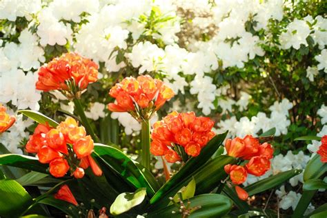 Methodology For Organizing Students Independent Work Using The Moodle