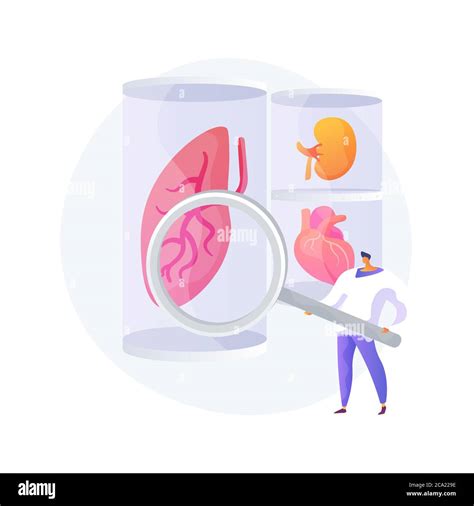 Lab Grown Organs Abstract Concept Vector Illustration Stock Vector Image And Art Alamy