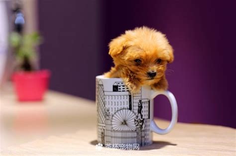 呆萌萌的茶杯泰迪犬 茶杯宠物网
