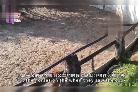 马被公鸡吓得落荒而逃最后直接摔翻在地这也太怂了吧