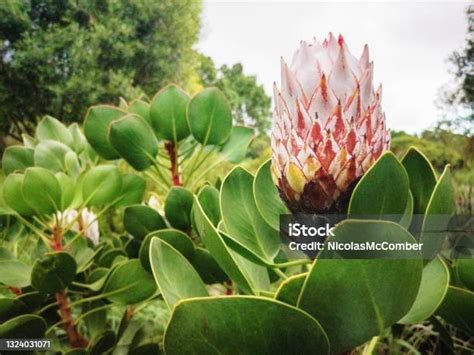 남아프리카 공화국의 엠블럼 플라워 인 프로테아 왕 프로테아 시나로이데스의 측면 보기 국가 관광명소에 대한 스톡 사진 및 기타