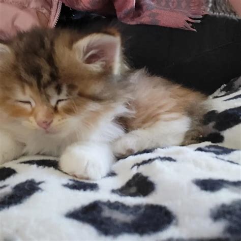 Meet Eevee Scrolller