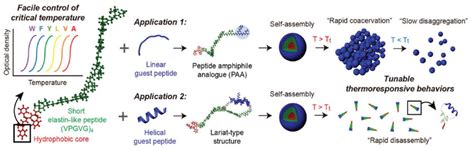 Peptide Platform Based On An Miniaturized Elastin Like Peptide Melp Download Scientific