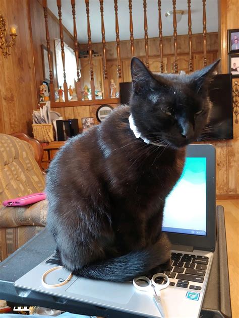 No You Cant Get Work Done Rcatsareassholes